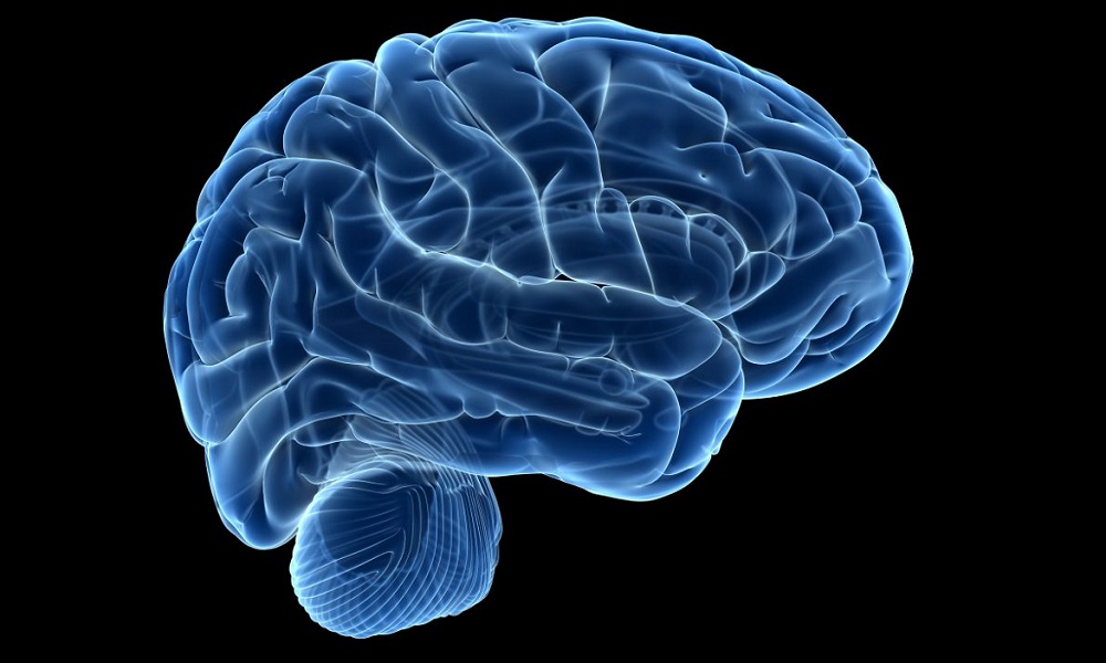 Medical 3D printing: Discover the 3D printed brain