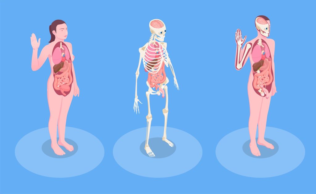 3D Printed Anatomical Models: Revolutionizing Modern Medicine
